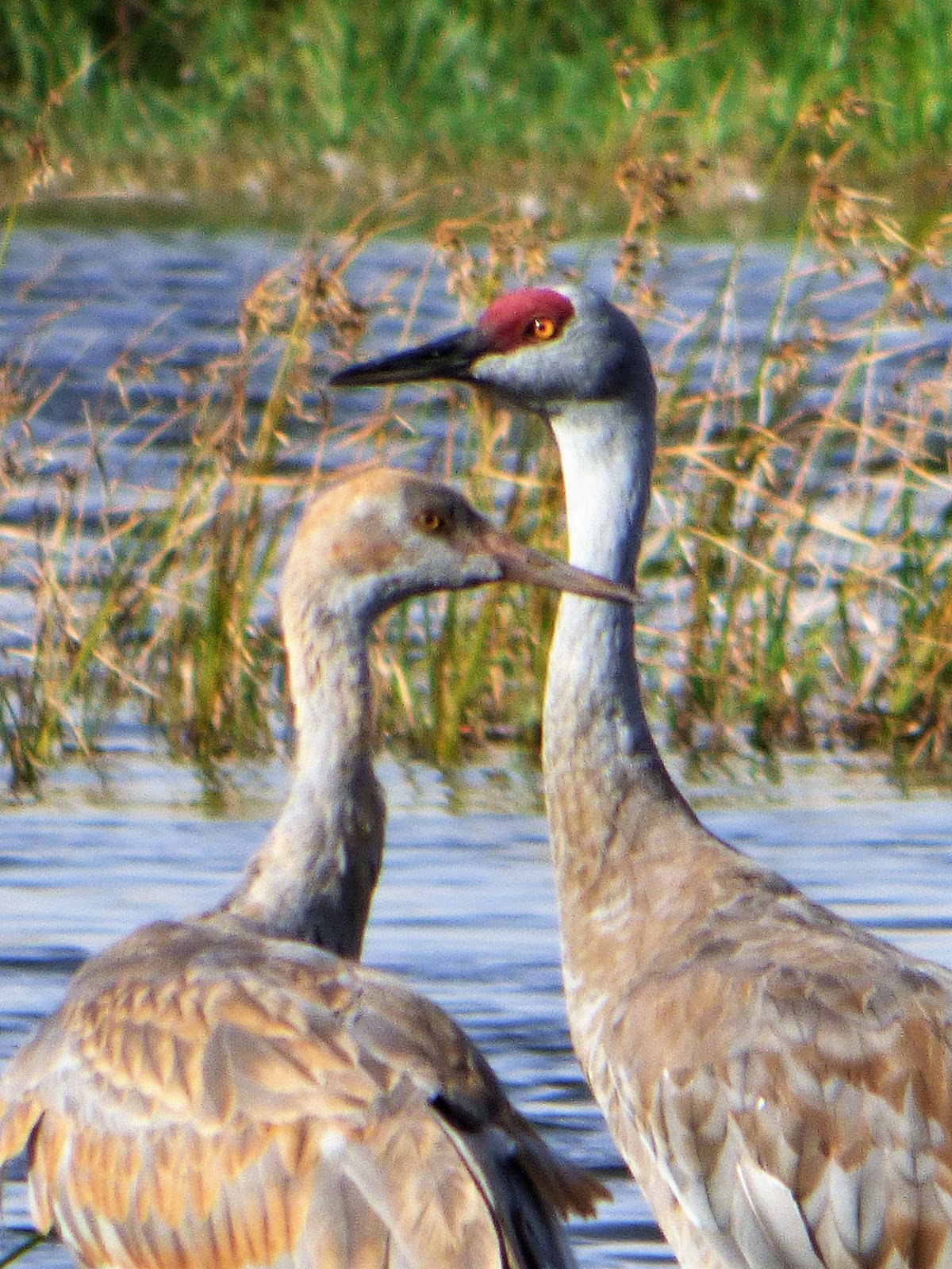 Geotripper's California Birds: Sandhill Cranes Arrive at Merced ...