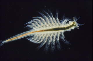 Paulocorujão: Como Eclodir e Criar Artêmias