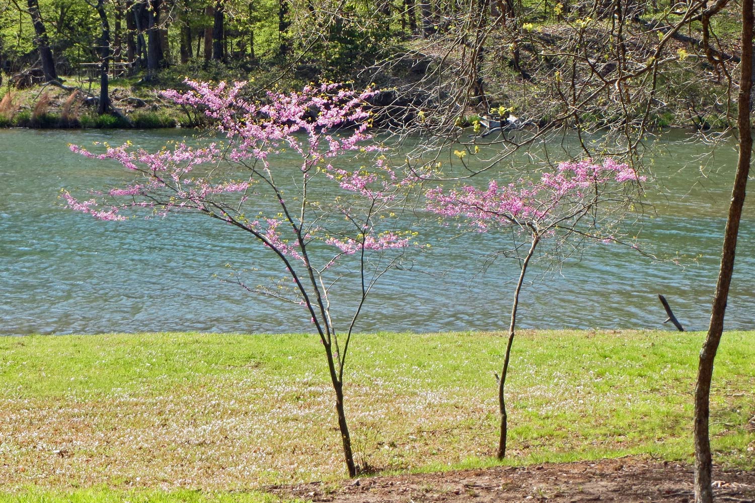 An Arkies Musings: Shady Lake and Bard Springs