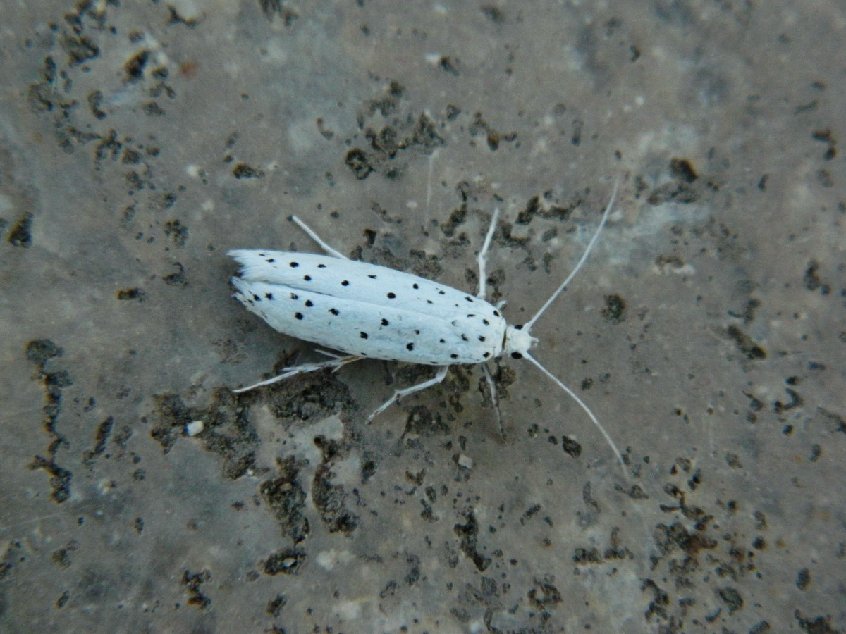 LA MULTI ANI, ROMANIA!: Insecte