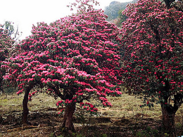 rododendrony i azalie: rododendrony - informacje ogólne