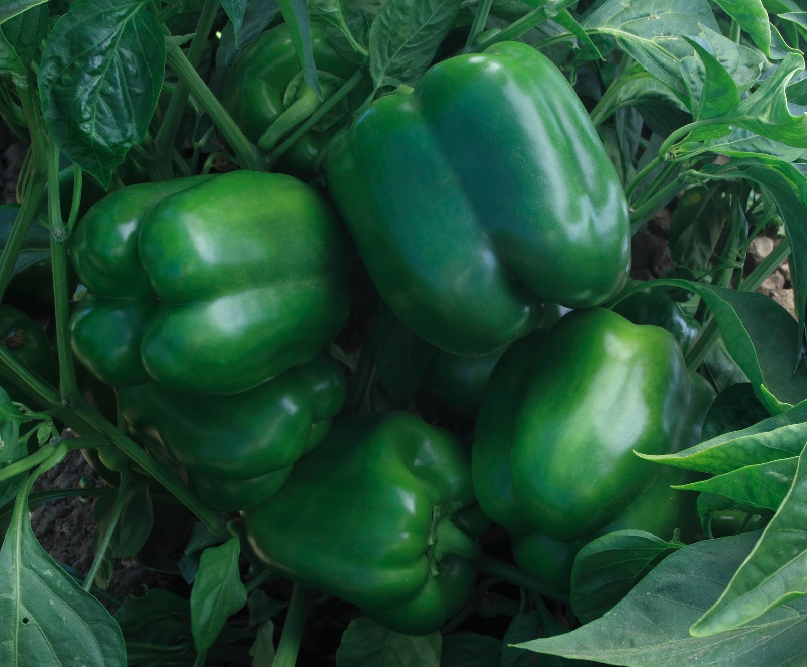 Kilimo cha Pilipili Hoho - sehemu ya pili (Growing Bell Peppers - Part two)