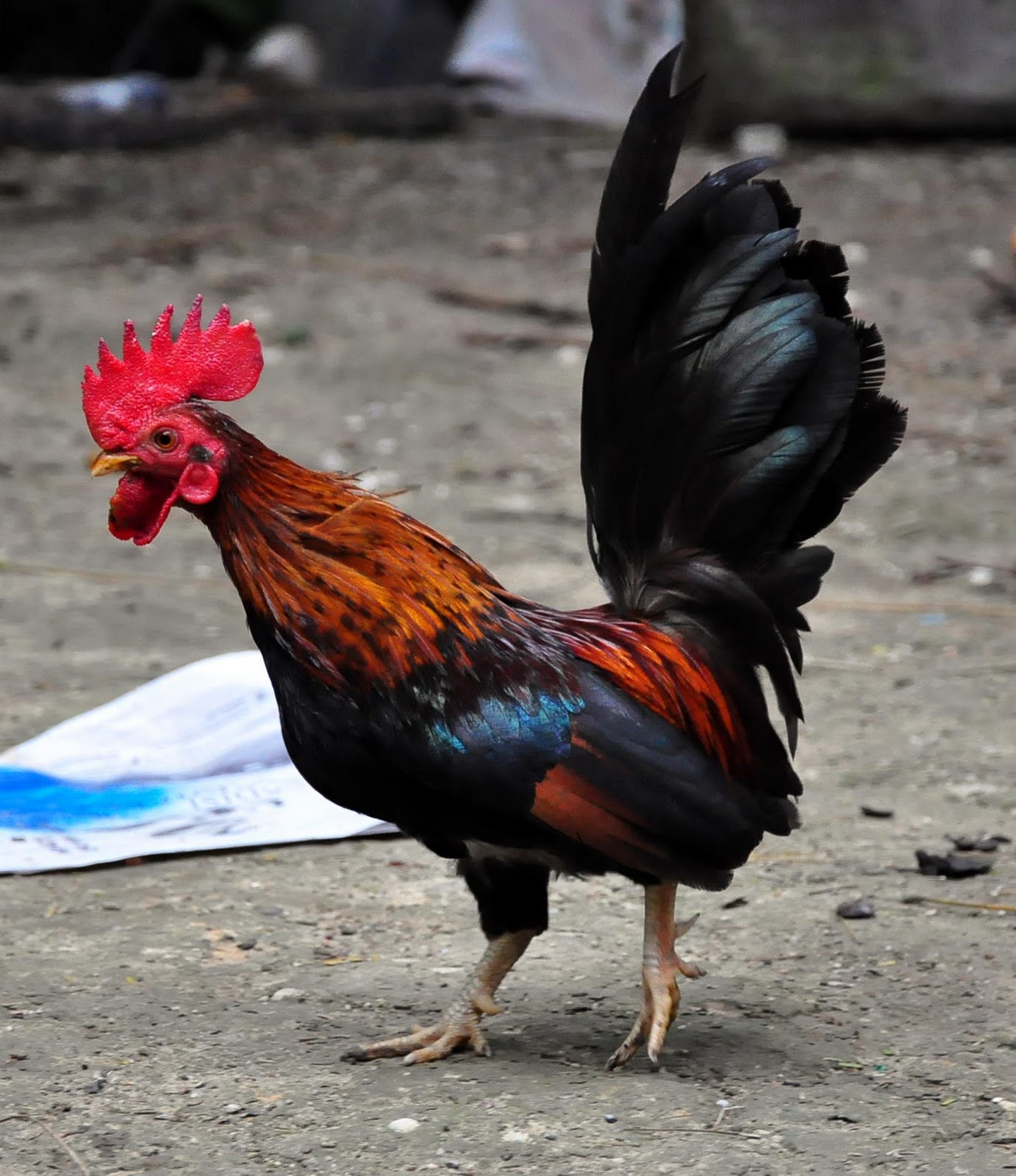 Aku Penternak Ikan daN Ayam Kampung