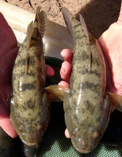 Sleepy Cod | Acuaponia Indoor