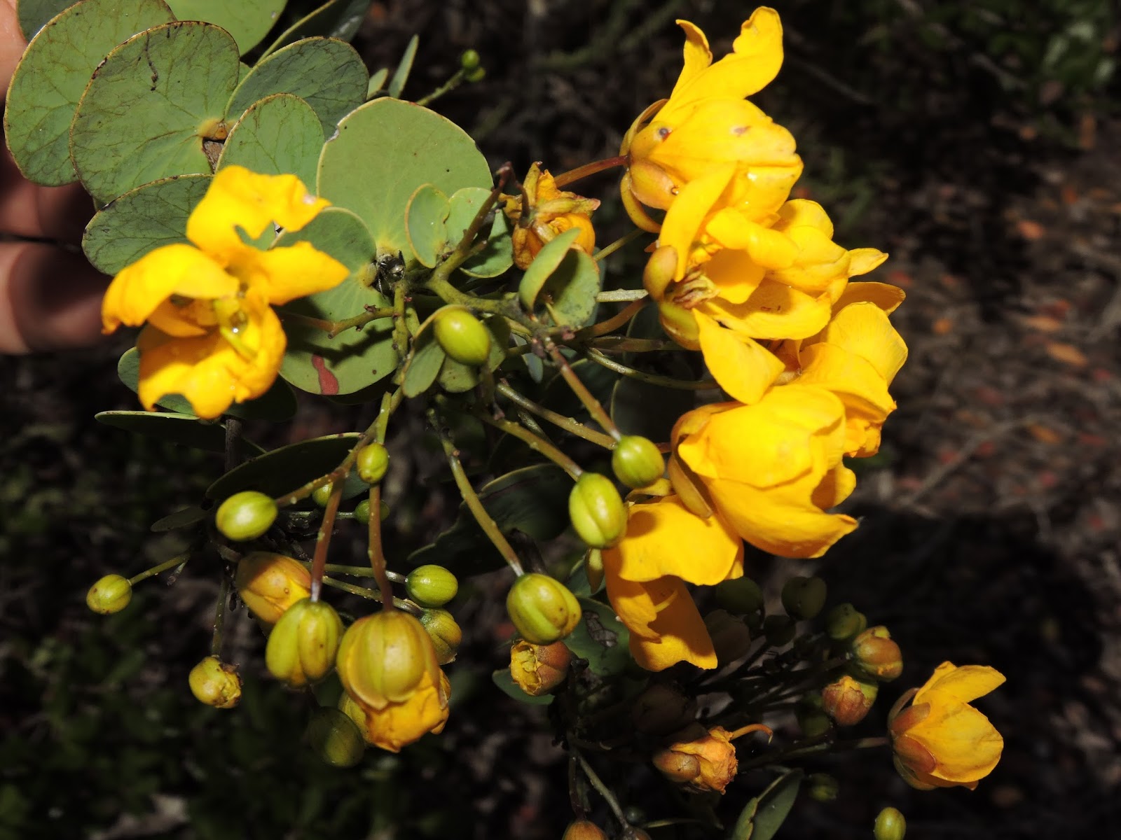 Fabaceae - Leguminosae no Brasil: Chamaecrista
