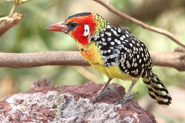 » Blog Archive Africa’s Barbets by Adam Riley - Rockjumper Birding ...