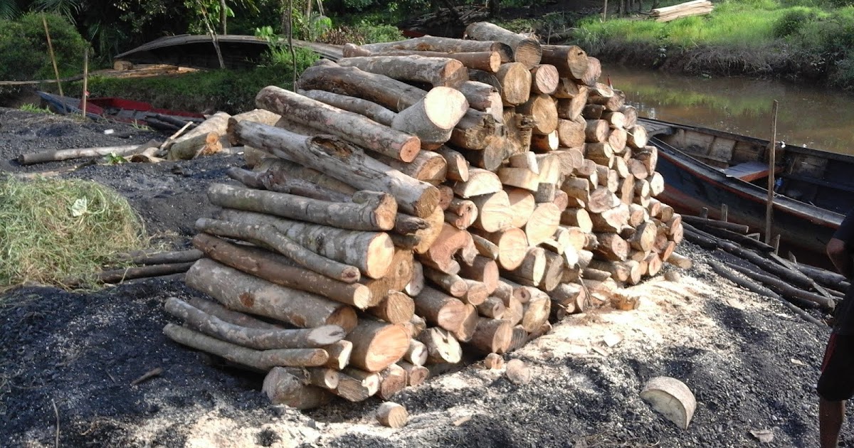 Pembuatan Arang dari Kayu Halaban di Desa Maju Bersama