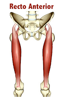 Cultura física: Músculo Recto Anterior
