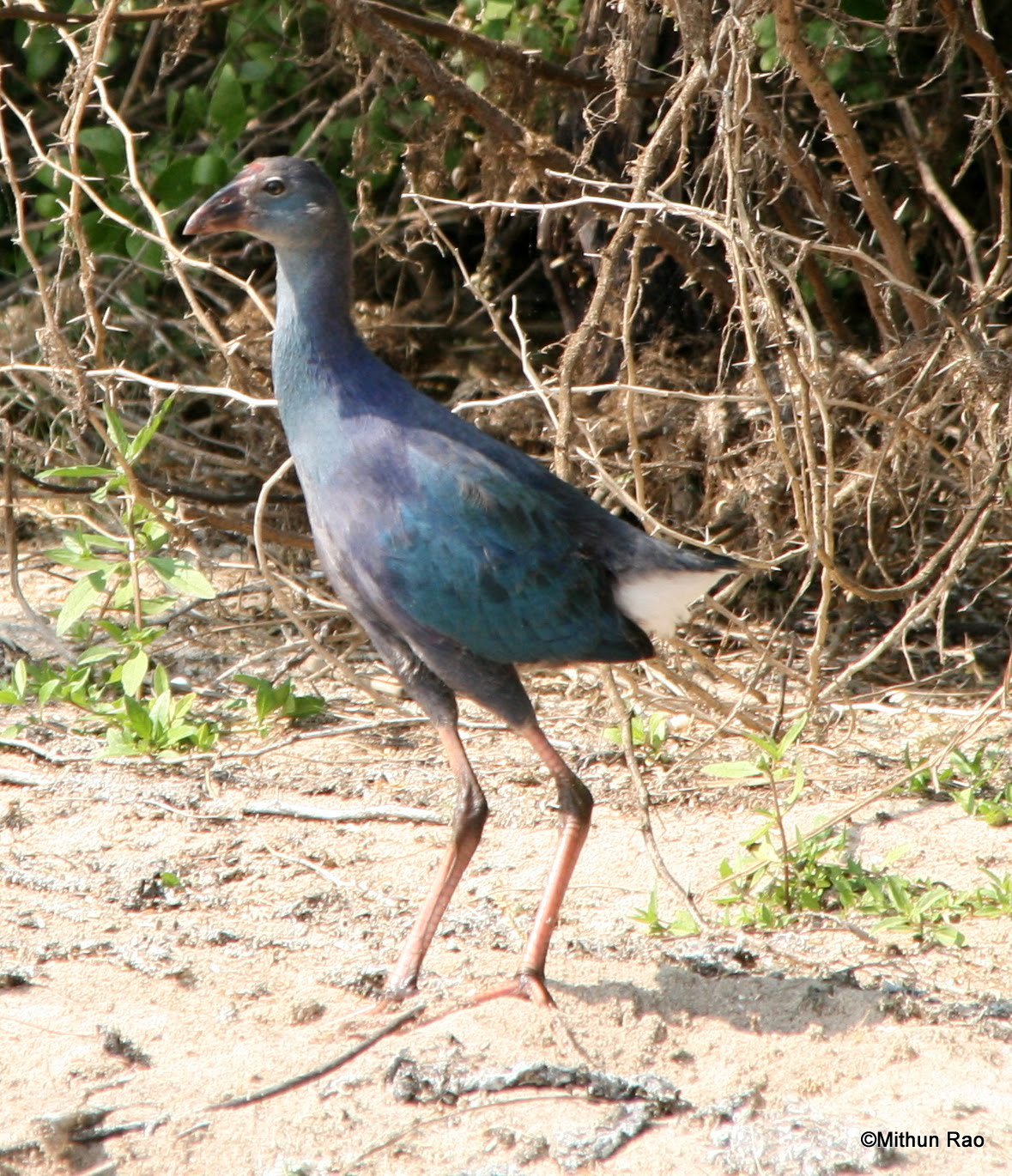 Mithun: Bird Photography