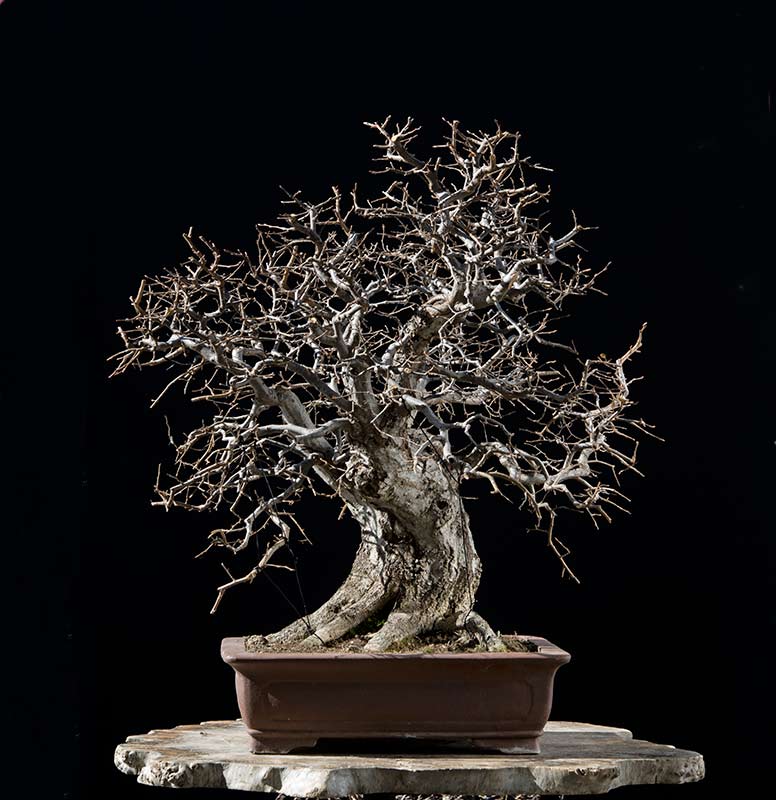 Walter Pall Bonsai Adventures: Oriental Hornbeam #80