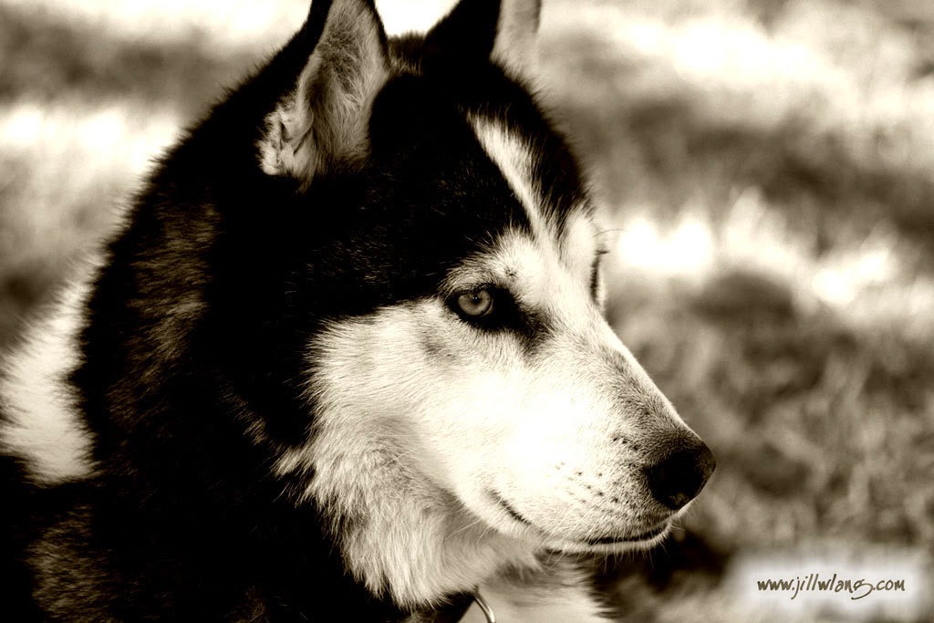 Rules of the Jungle: Siberian husky puppies