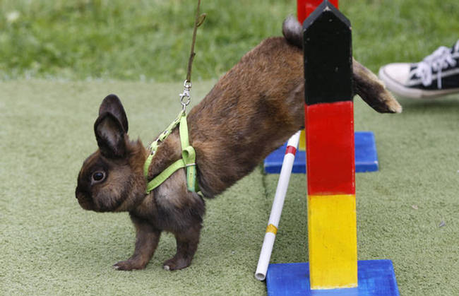 Open Rabbit Sport Tournament - Rommerz, Germany | Funnilogy