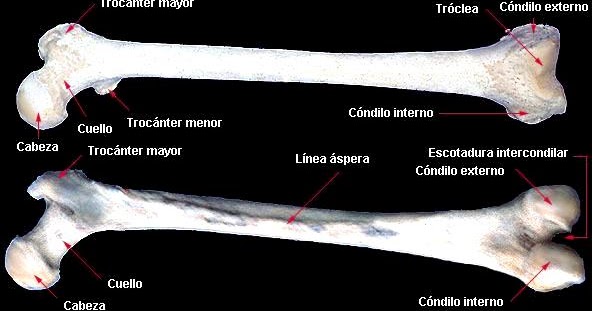 DIBUJOS IMAGENES BIOLOGIA SISTEMA APARATO: IMAGENES DEL HUESO FEMUR