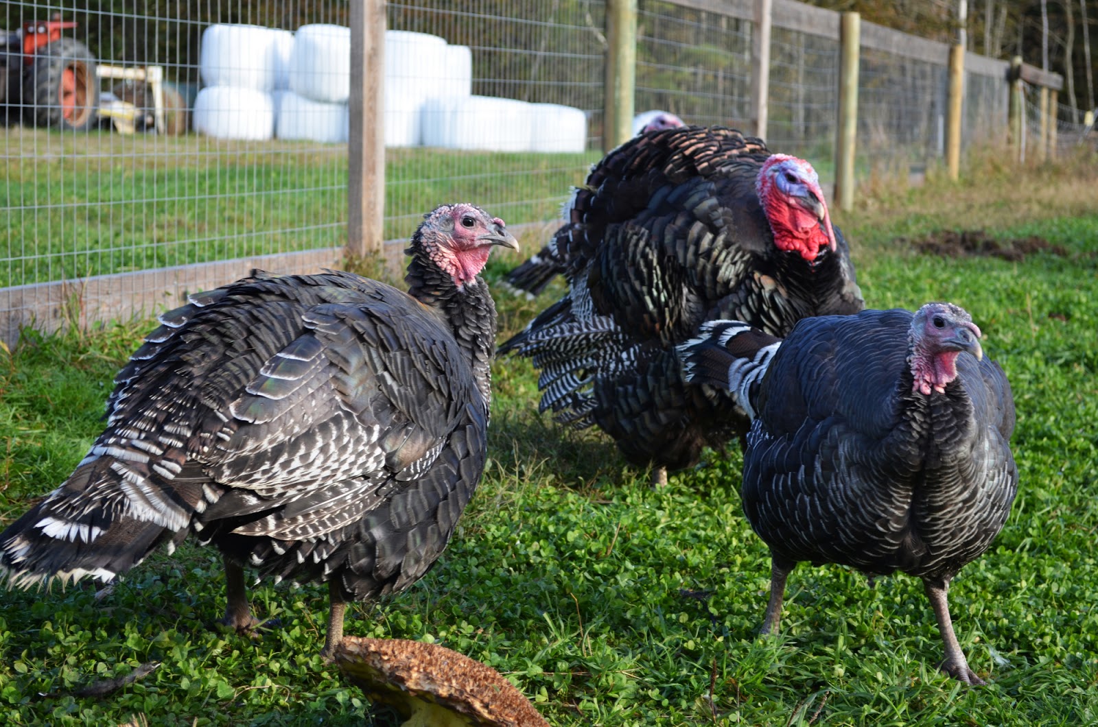 Lally Broch Farm: A Maine Family Homestead: A Visit to Wolfe's Neck Farm