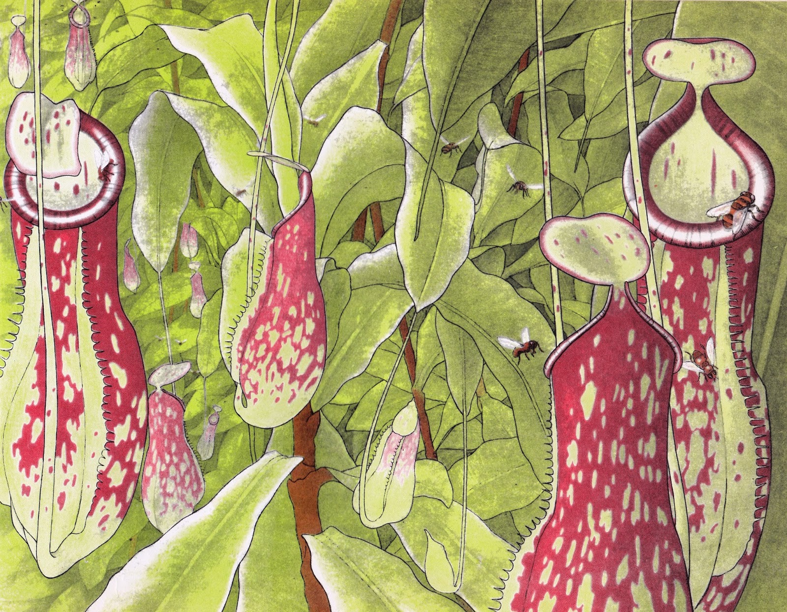 Little Library of Rescued Books: Plants that Eat Animals by Linna ...