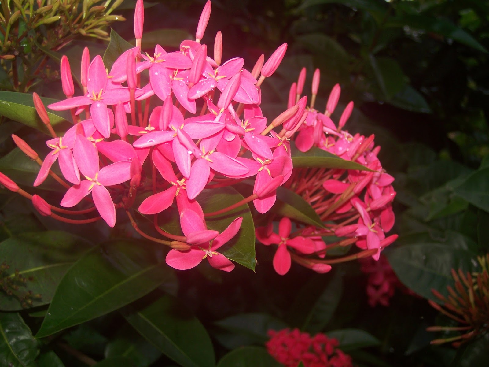 my rustic bajan garden: Garden Blogger's Bloom Day October 2017