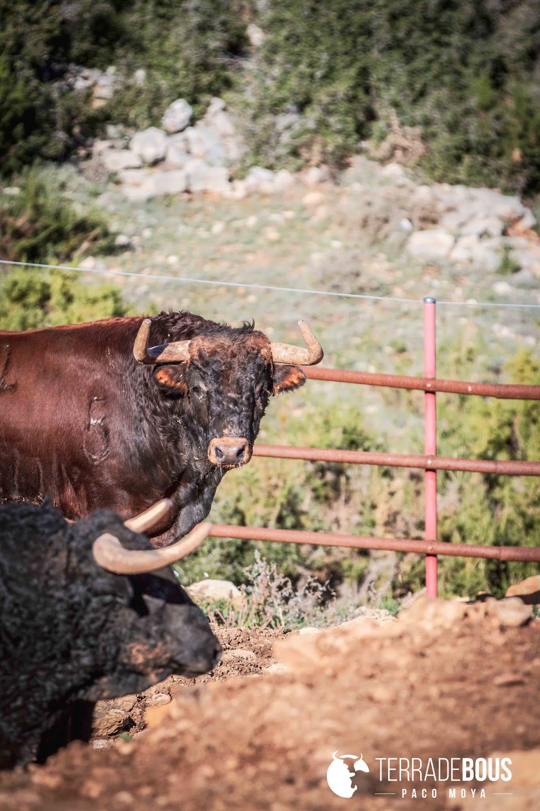 TOROS CERRILES PREPARADOS EN LA FINCA LA CARRASCA PARA LA PRÓXIMA TEMPORADA