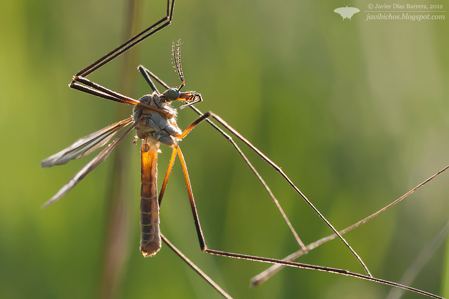 Bichos y plantas de León: Tipulidae