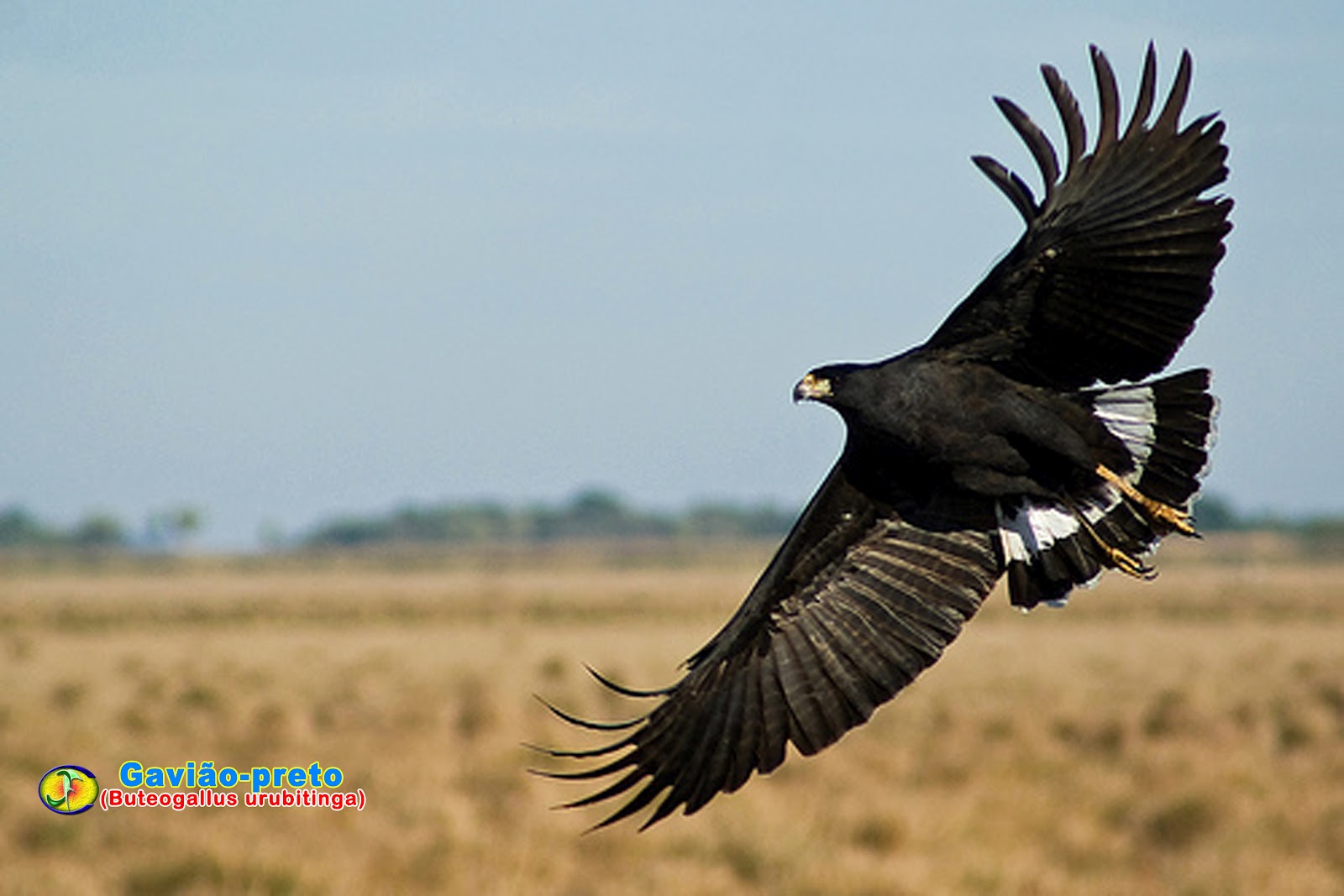 ORNITOLOGIA: Gavião-preto (Buteogallus urubitinga)