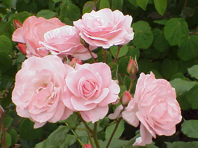 Rosa sp | Pustaka Flora | Database Tanaman Landscape