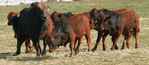 Rank: Bull Riding News: The Dr. Proctor Clones