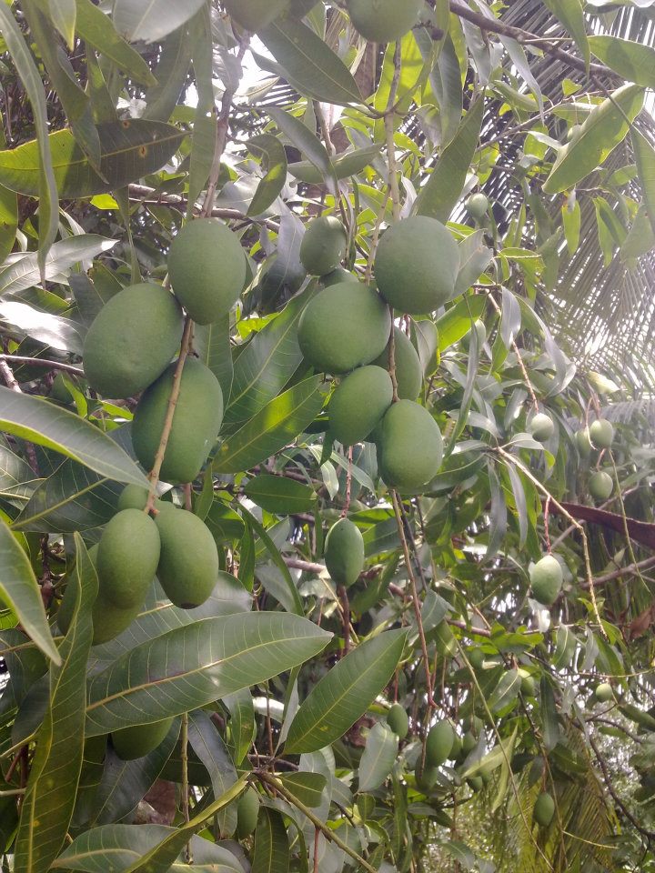 TERATAK SENJA: Pelam Bemban
