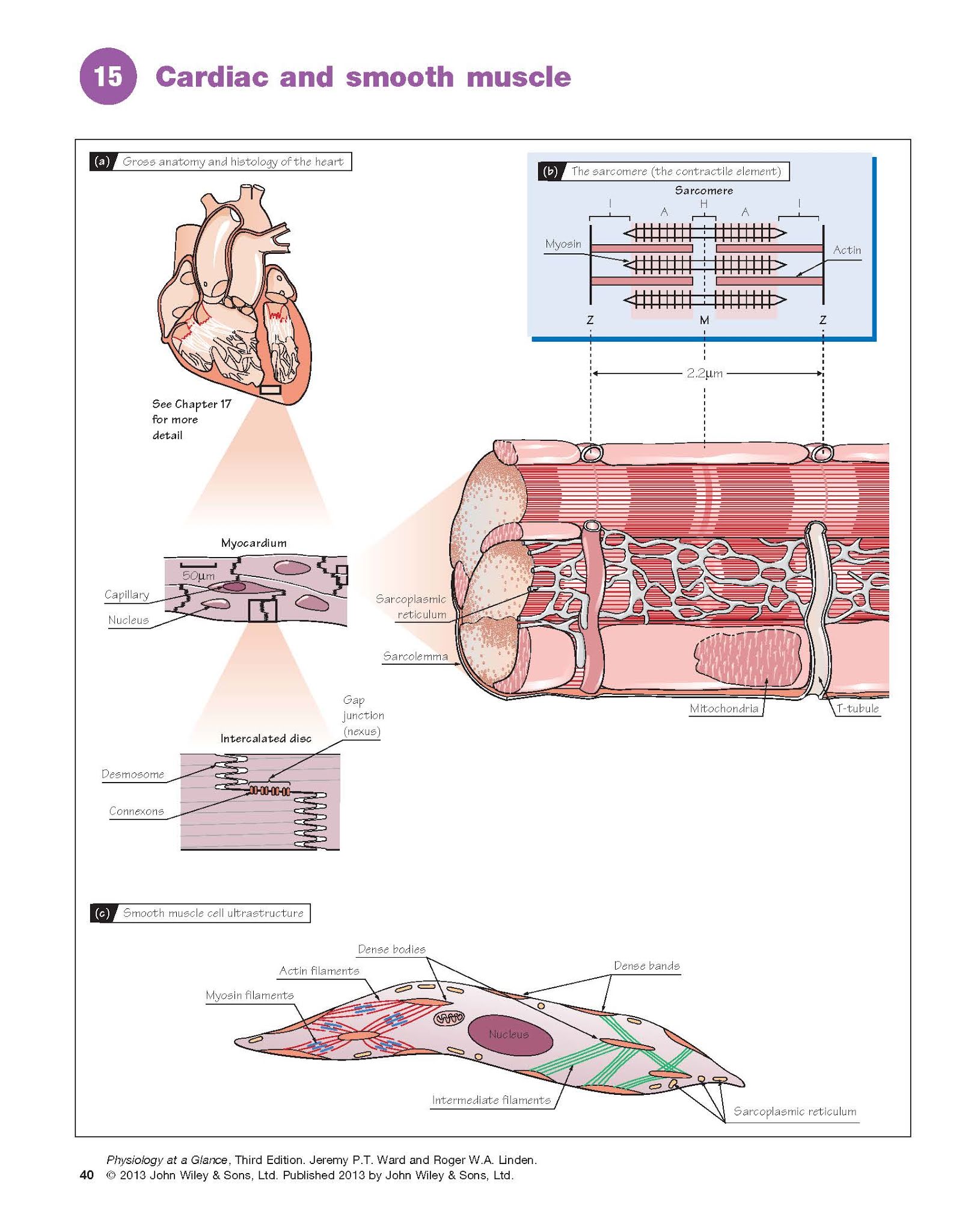 Cardiac and Smooth Muscle - pediagenosis