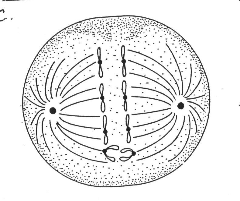 Etapas de la Mitosis: Anafase