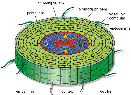 Struktur Anatomi dan Fungsi Rambut Akar Pada Tumbuhan | GuruIPA