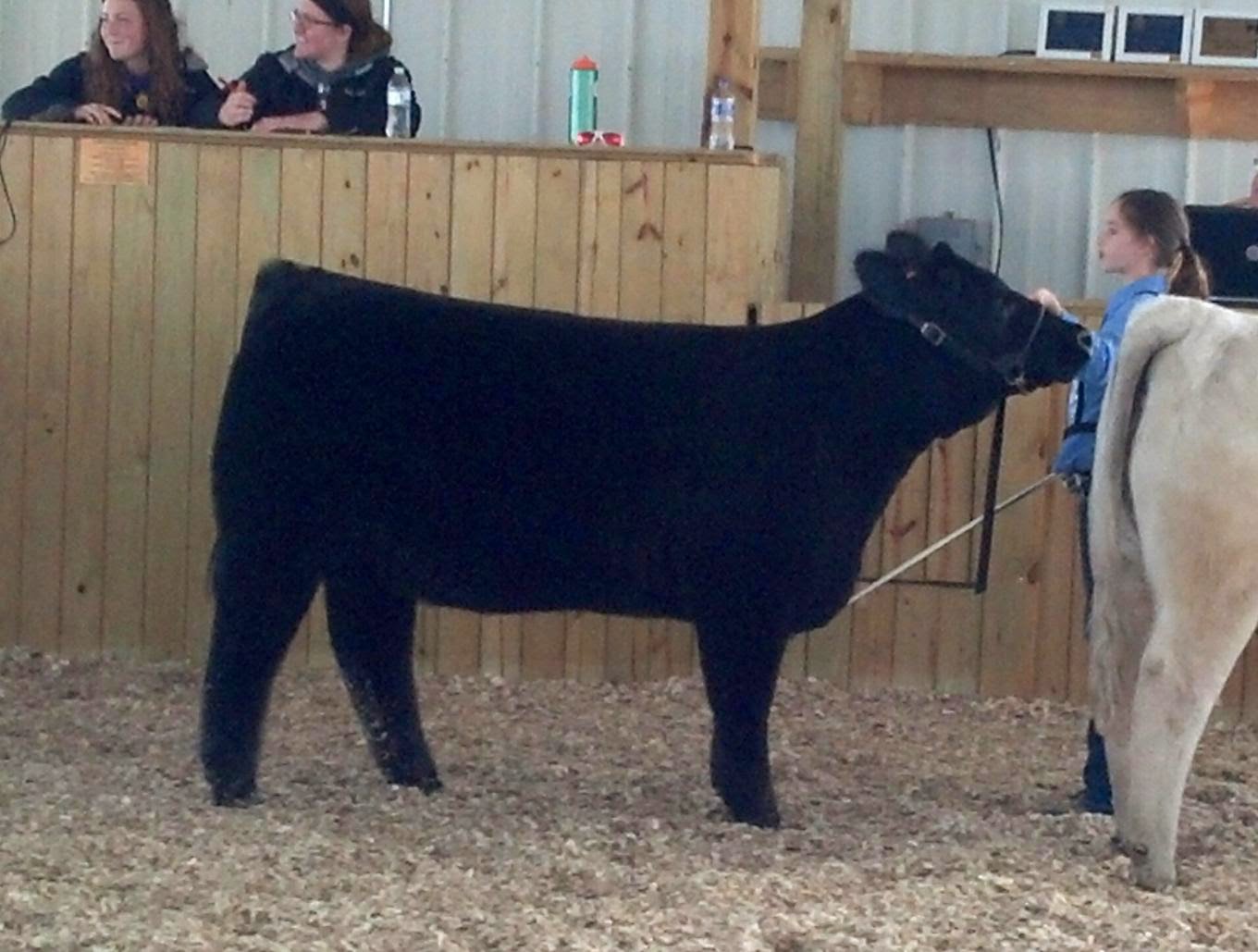 MITTAG Blog: Champion Chi Heifer