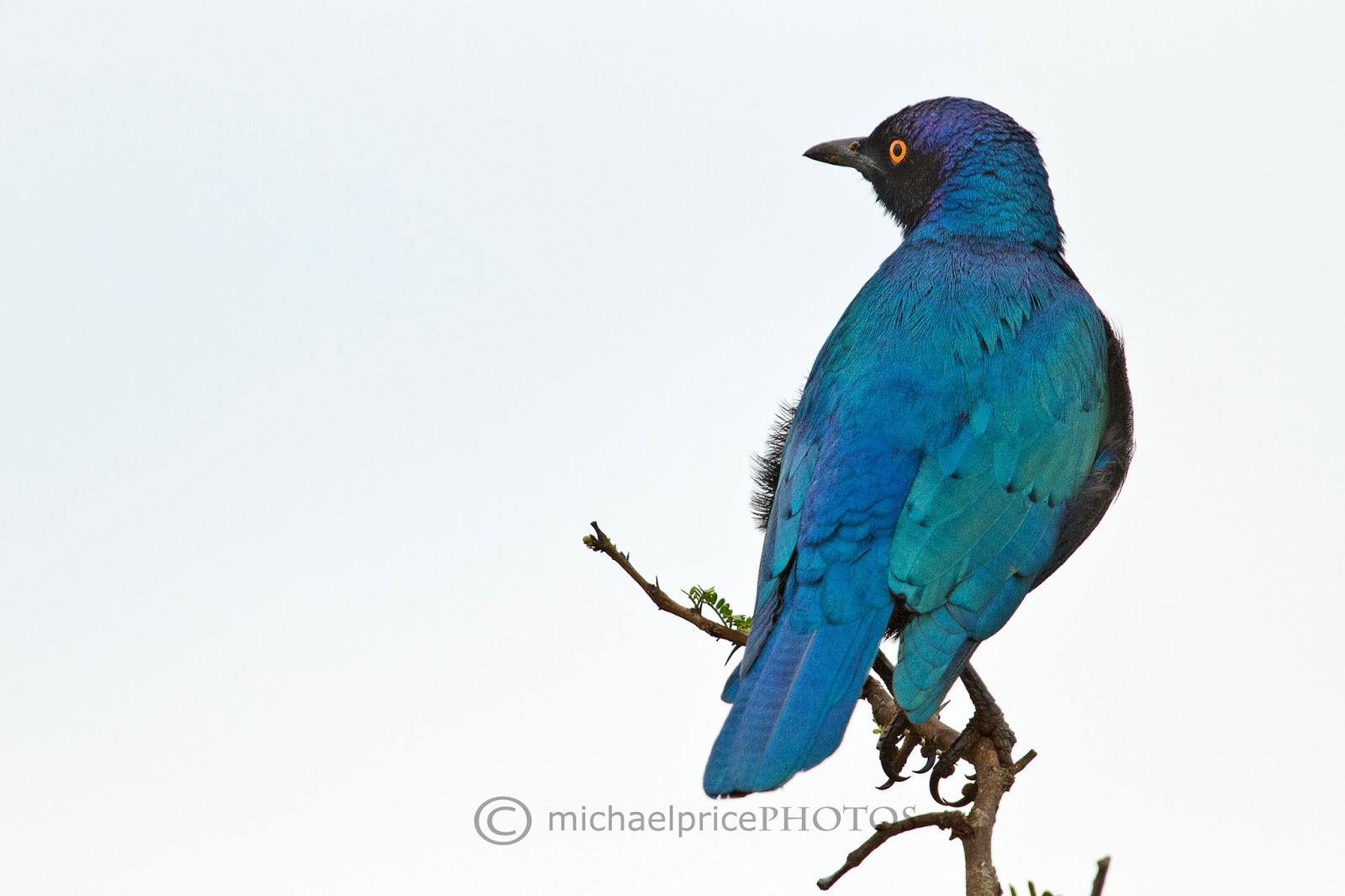 Five Star Lodge in the Addo Elephant National Park: Birds seen in