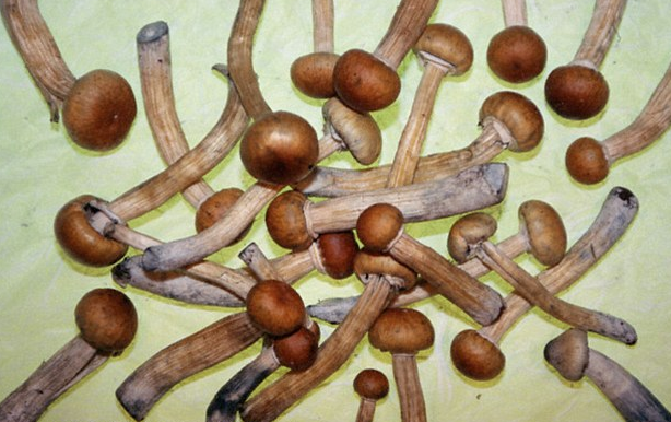 17 Fakta Menarik Tentang Jamur Ajaib : 'Magic Mushrooms' - News & Tips