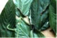 PEST OF JUTE AND THEIR MANAGEMENT