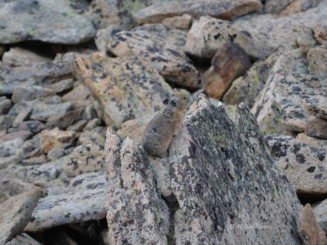 B N Sullivan Photography: Critters blending in with their habitat