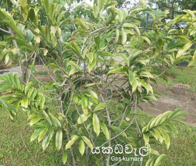 බෙහෙත් පැලෑටි/ඖෂධ පැල (Ayurvedha plant) ~ Sandy Foods | Sri Lanka