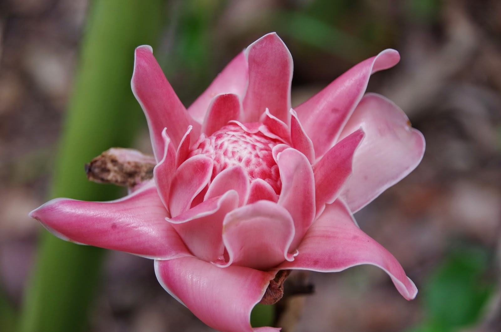Trees and Plants: Torch Ginger (Bunga Kantan)