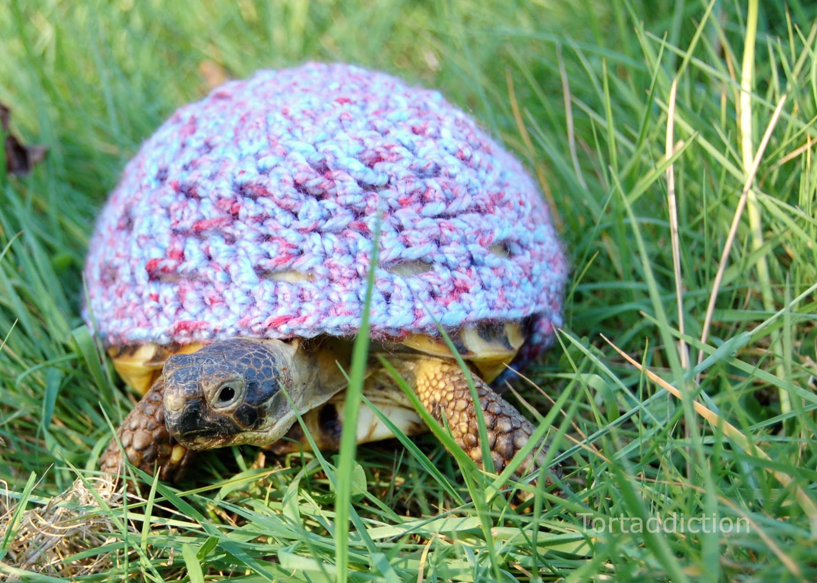 Tortaddiction: My Tortoise cozies.... went VIRAL?!