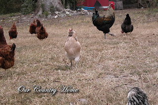 *Our Country Home...: Random Chicken Post