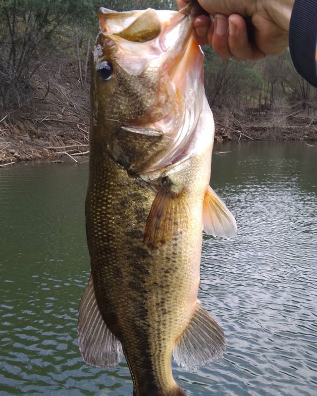 O melhor Alentejo do Mundo: Achigã