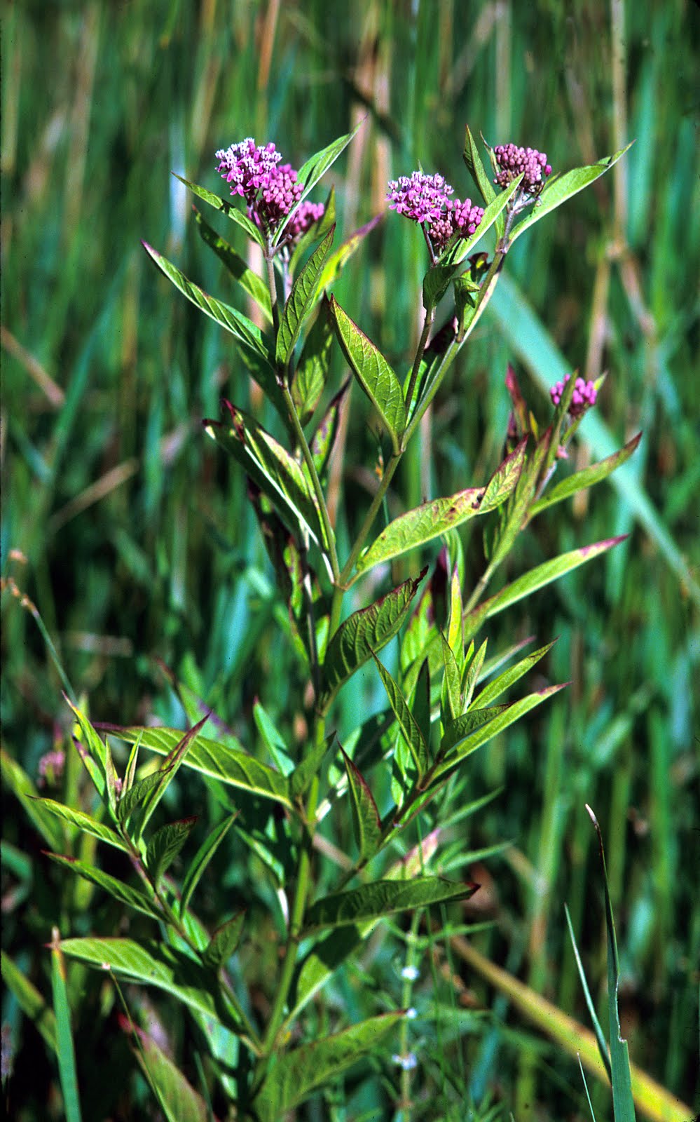 Indiana Plant A Day: Swamp Milkweed