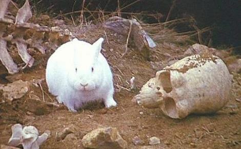 1/72 Multiverse: The Rabbit of Caerbannog