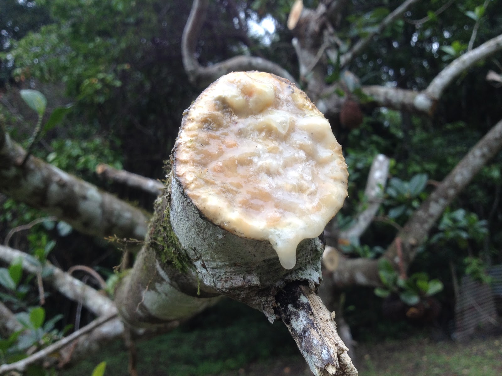 Raw Harmony: The Amazing JACKFRUIT! Raw chewing gum, icecream and more....