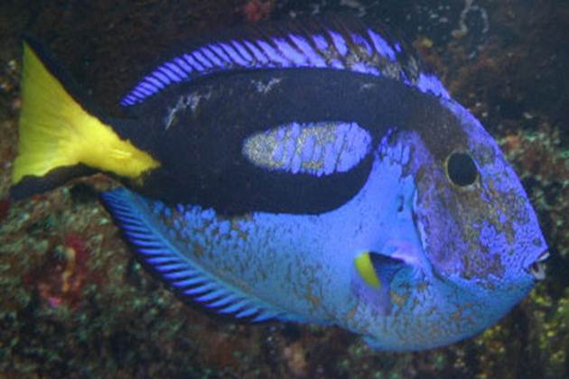 HLLE (Head & Lateral Line Erosion) | Reef2Reef