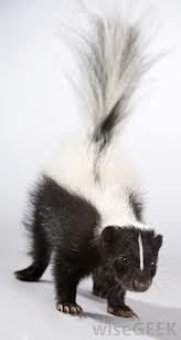 Skunk Removal and also Skunk Manage All around Your Home | london ...