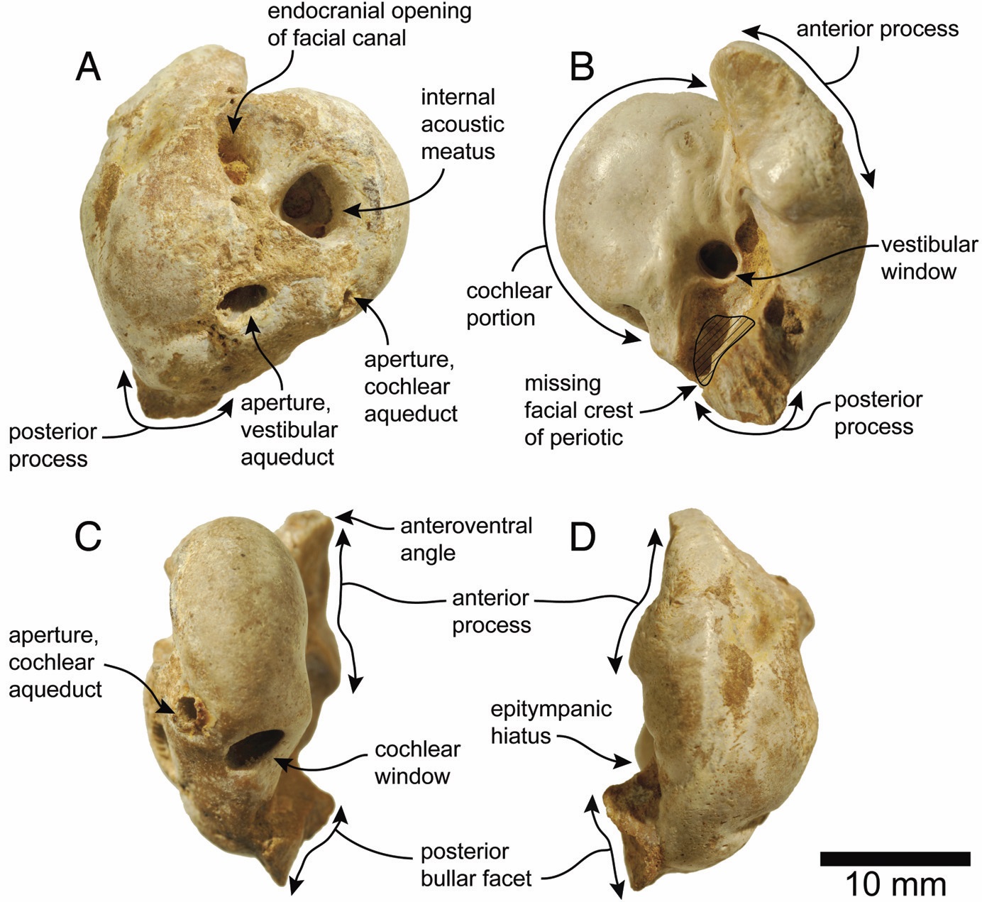 The Coastal Paleontologist: 2017 in review: Advances in marine mammal ...