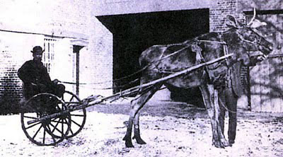 Just A Car Guy: More in the odd animals pulling carts that I've posted ...