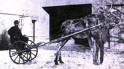 Just A Car Guy: More in the odd animals pulling carts that I've posted ...