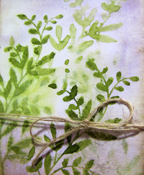 The Bald Dragonfly: Fern Gully