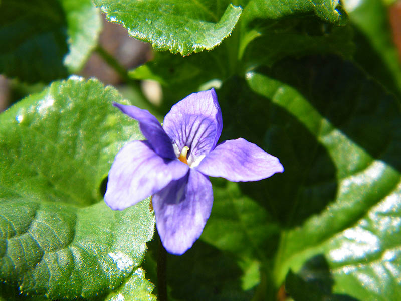Un ramito de violetas : Mi huerto urbano