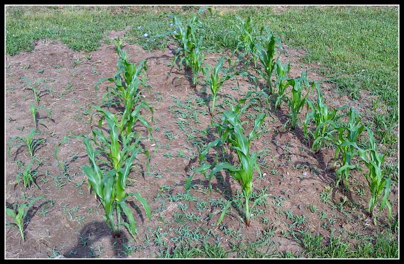 The Walnut Acre Chronicles: First Cucumbers - And Other Garden Pictures